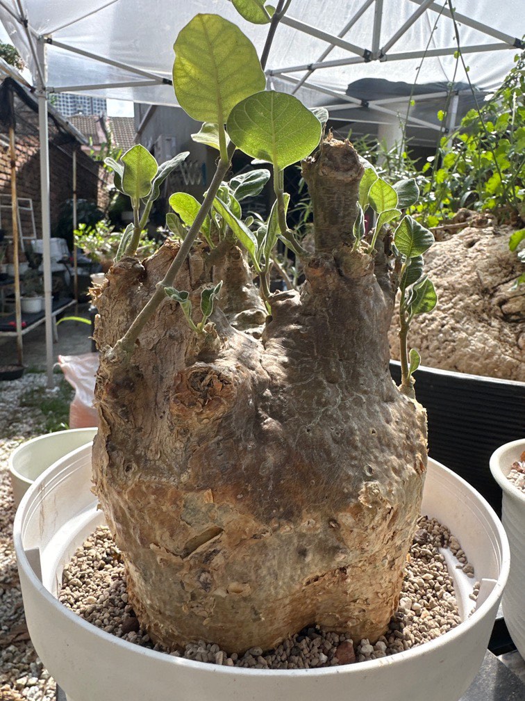 Fockea multiflora, Furniture & Home Living, Gardening, Plants & Seeds ...