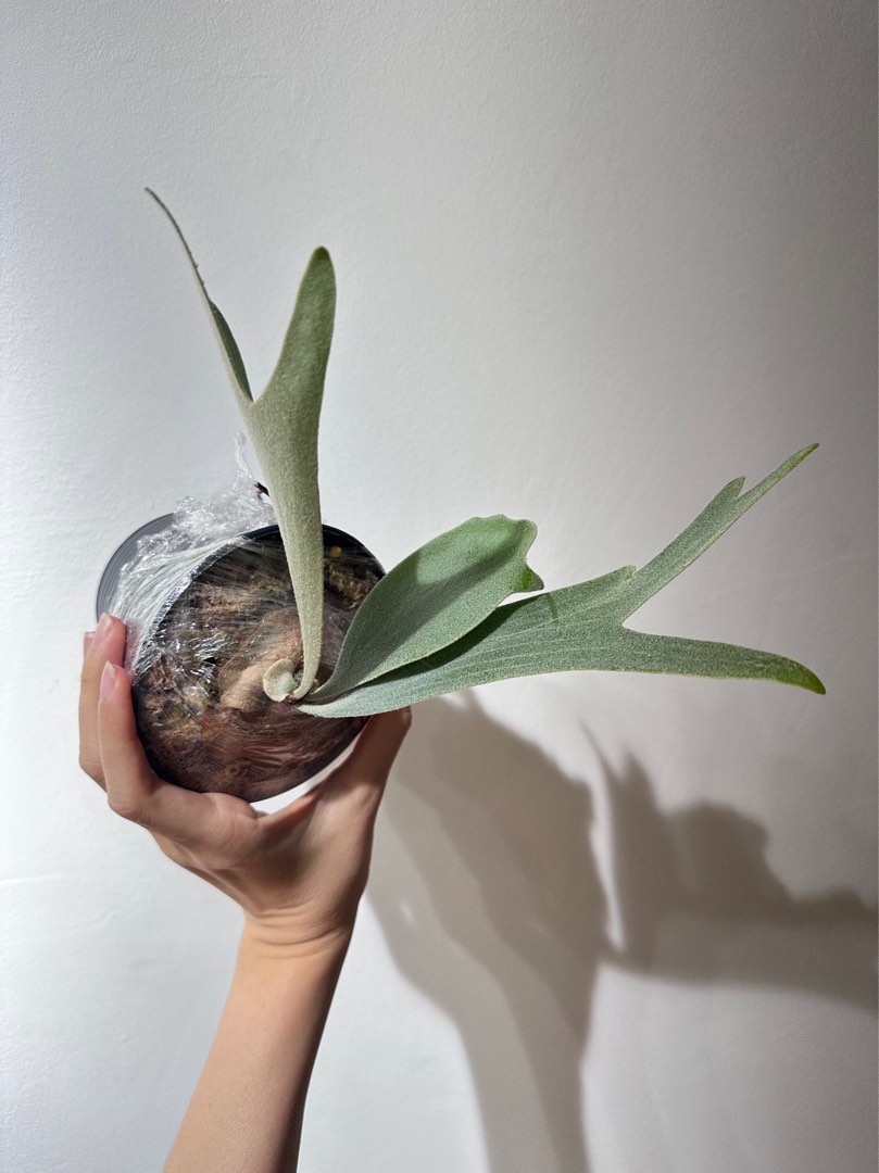 Platycerium Nami (pup), Furniture & Home Living, Gardening, Plants ...