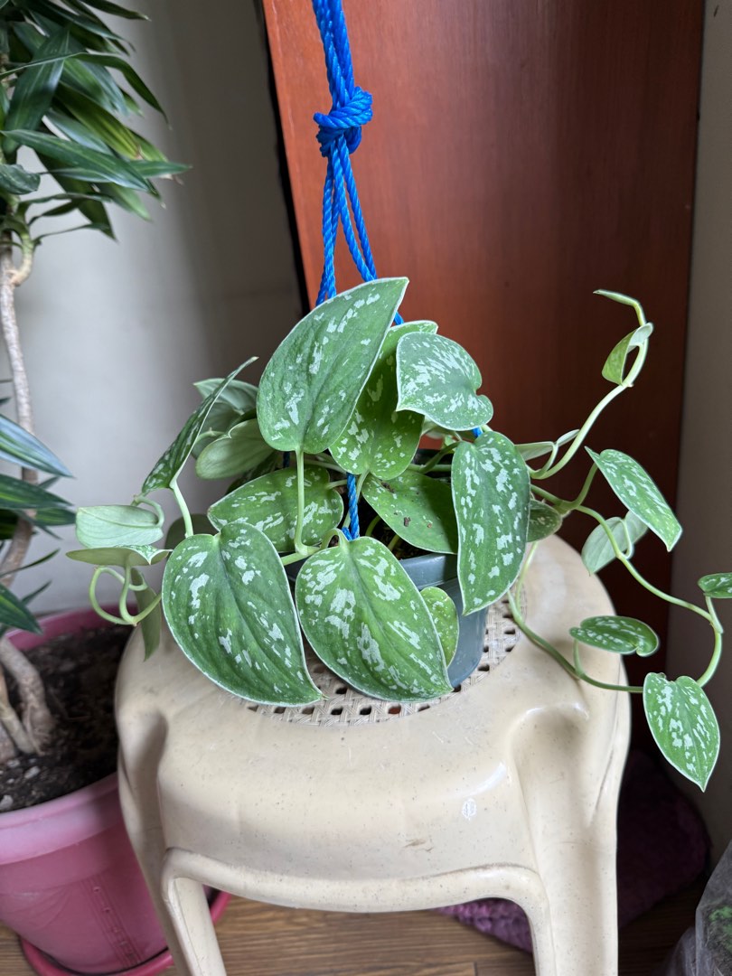 Scindapsus sp., Furniture & Home Living, Gardening, Plants & Seeds on ...