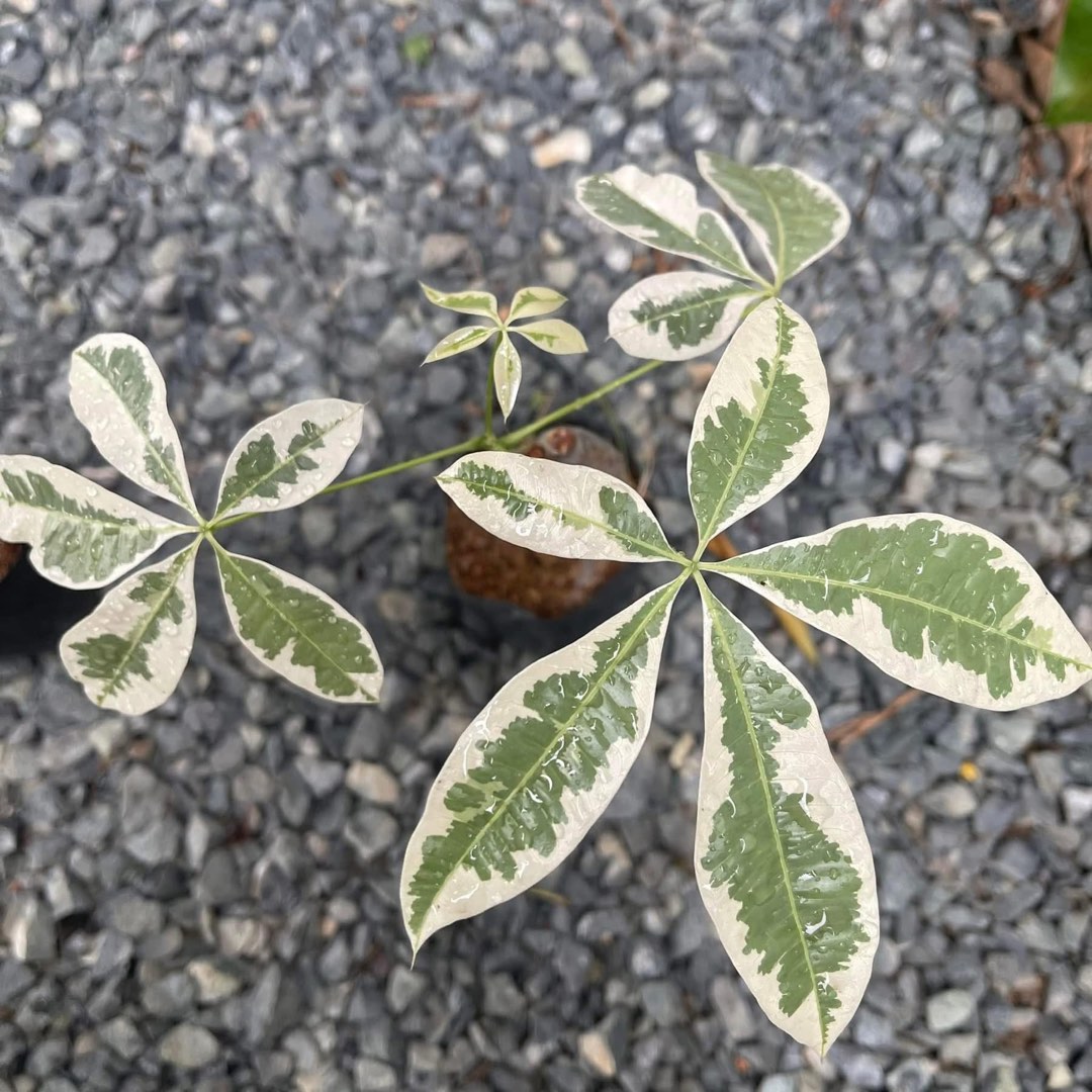 Variegated Money Tree Albo, Furniture & Home Living, Gardening, Plants ...