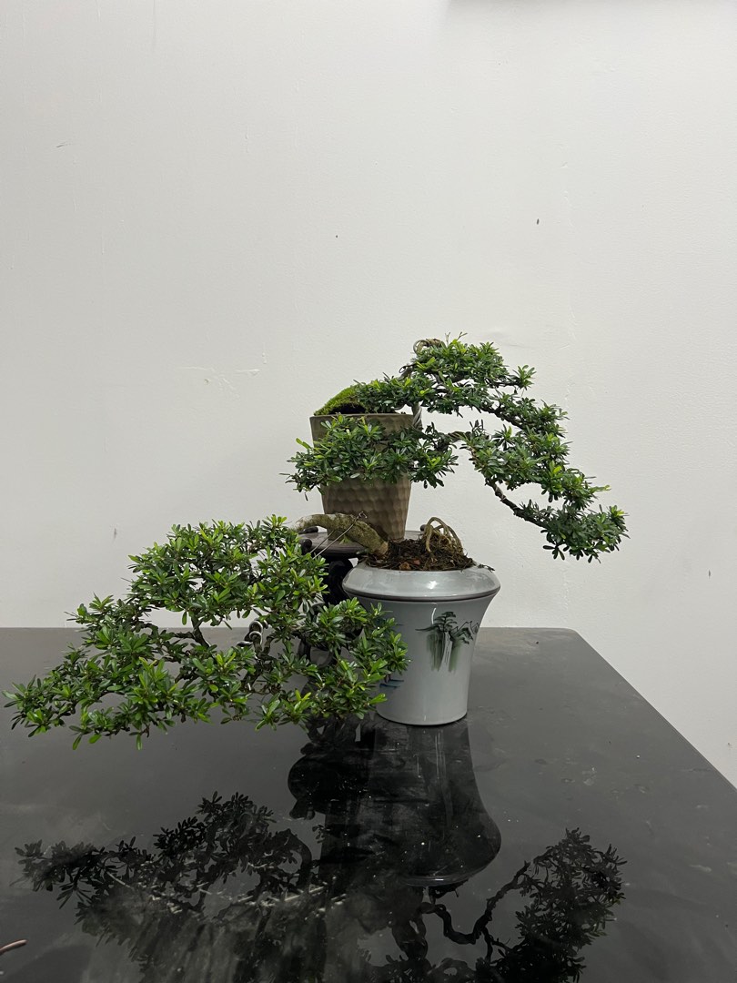 Desmodium Bonsai Combo, Furniture & Home Living, Gardening, Plants ...