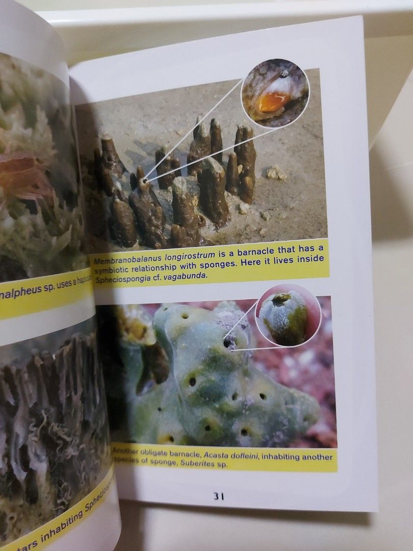 A guide to spongrs of Singapore by Lim Swee Cheng, Hobbies & Toys ...