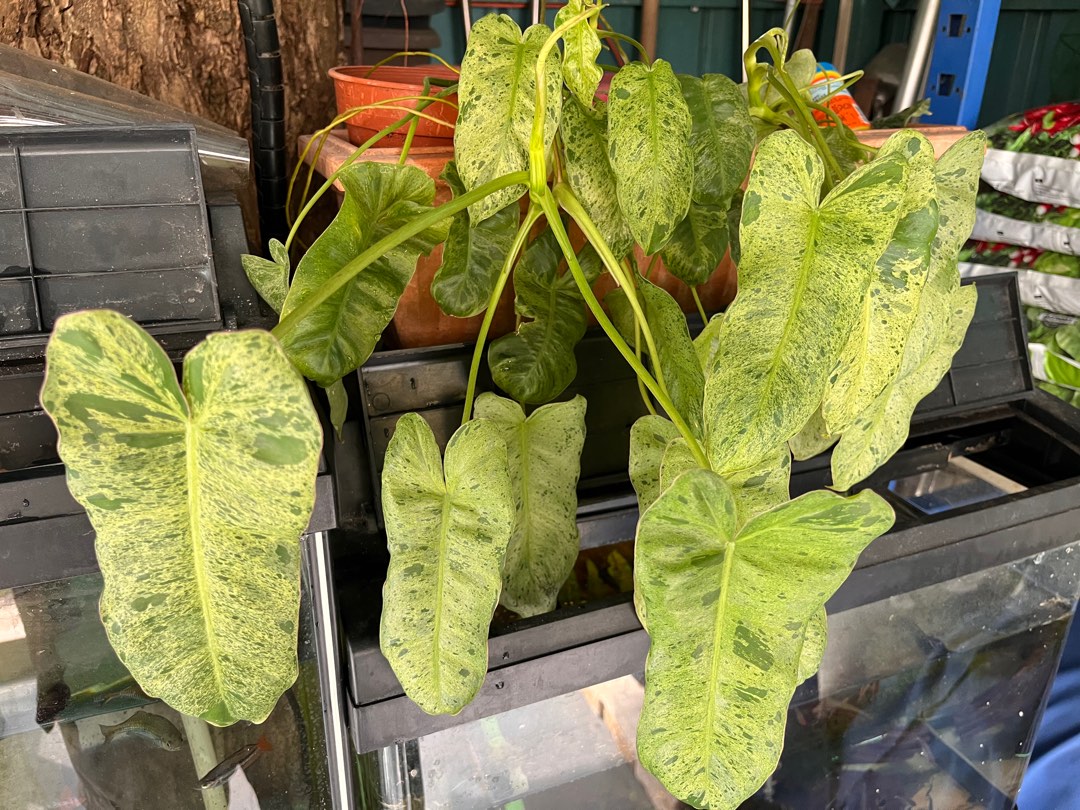 Free trims of Paraiso verde plant, Furniture & Home Living, Gardening ...