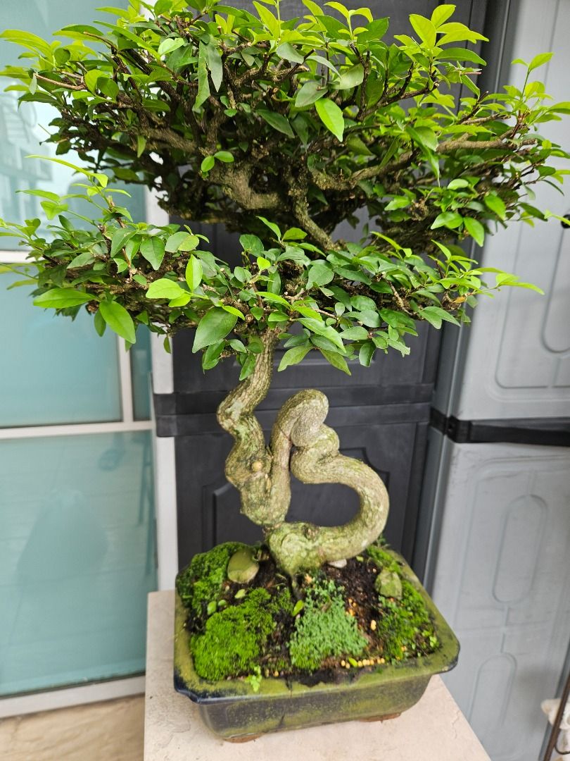 Bonsai water jasmine shui mei (Wrightia Religiosa) “福”字盆栽 - 水梅 ...