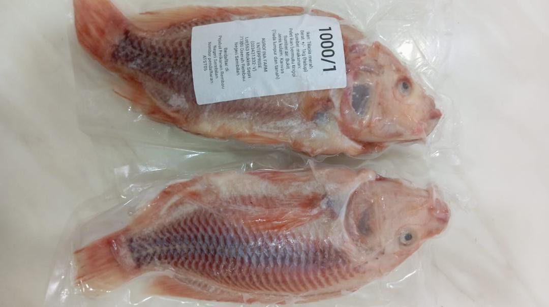 Ikan Tilapia Merah +/- 1kg, Food & Drinks, Chilled & Frozen Food on ...
