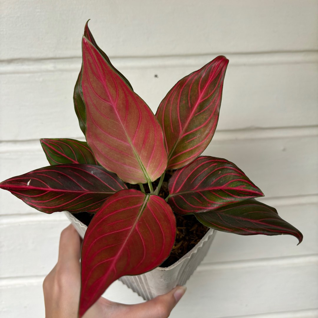 Rare Red Vein Aglaonema Chinese Evergreen, Furniture & Home Living ...