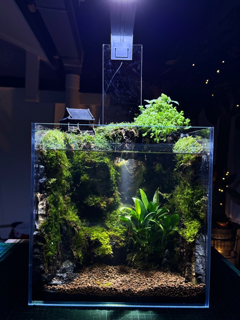 The Betta Lagoon Paludarium | 30cm cube | Video Link below, Pet ...