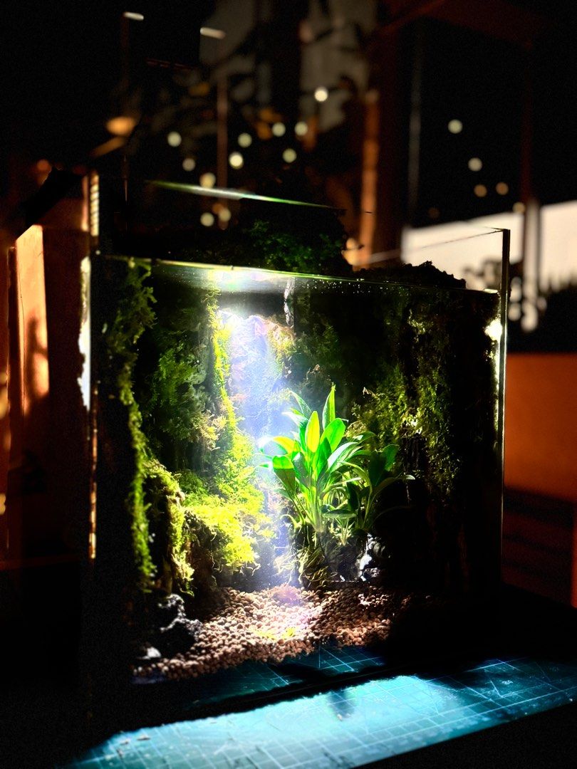 The Betta Lagoon Paludarium | 30cm cube | Video Link below, Pet ...