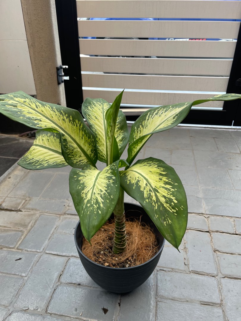 Rohdea Japonica; Outdoor Evergreen Plant, Furniture & Home Living ...