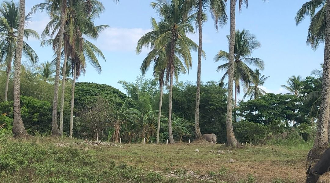 1500 sqm ready farm lot for sale in Magallanes Cavite near Tagaytay ...