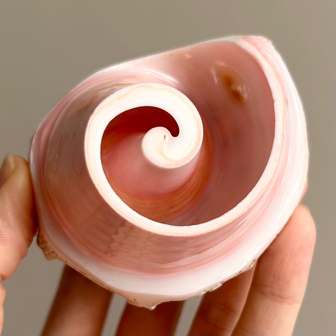 Queen Conch Shell - Partial Specimen, Furniture & Home Living, Home ...