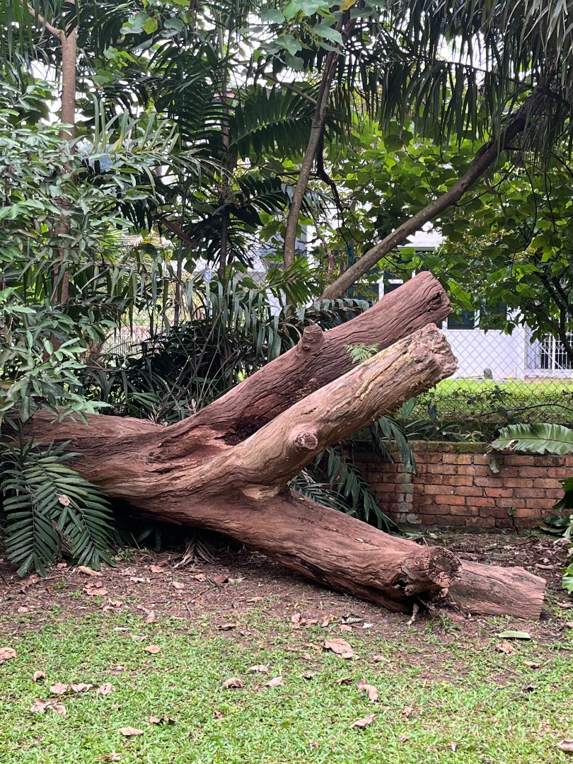 SOLID TREE TRUNK, Furniture & Home Living, Furniture, Shelves, Cabinets ...