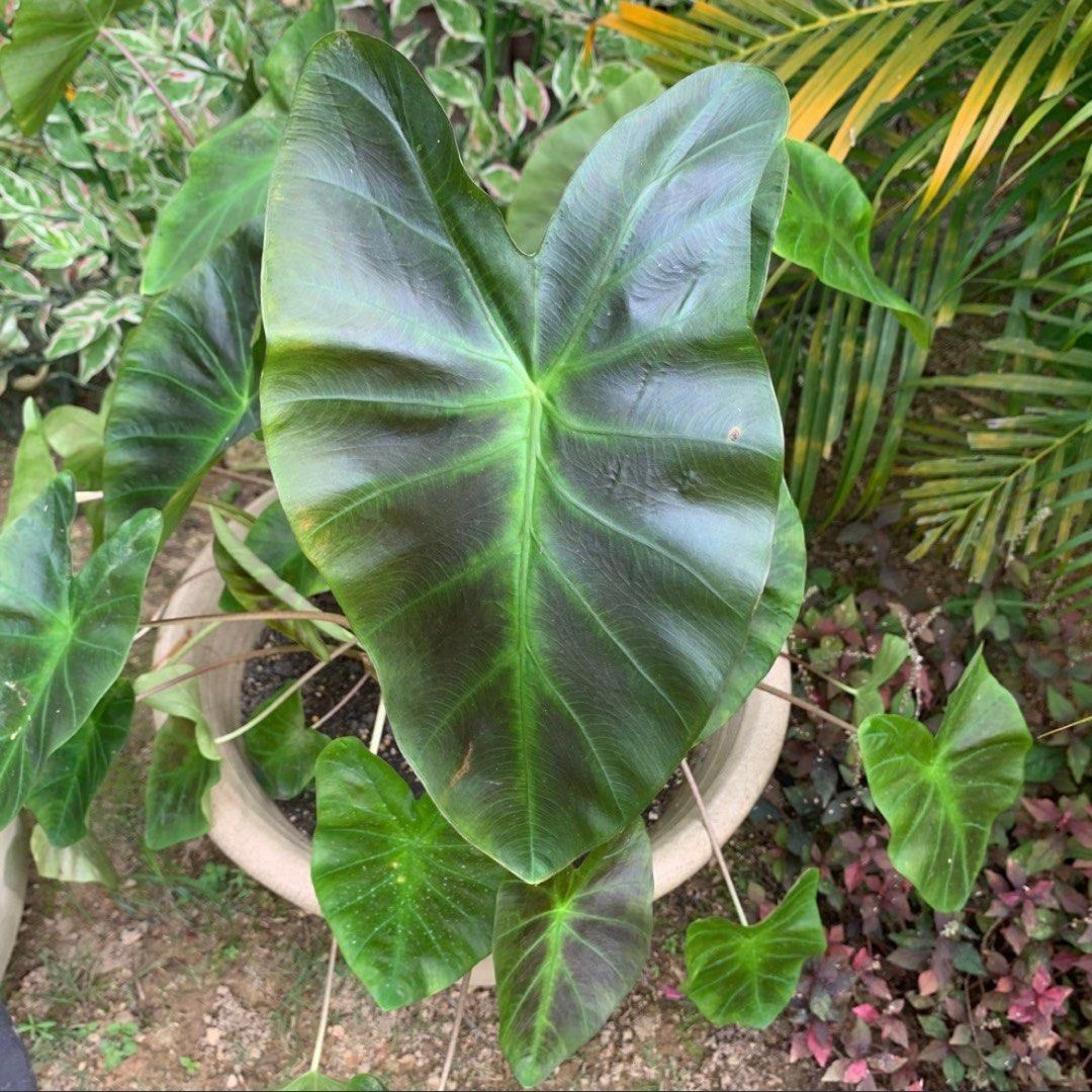 Colocasia Aloha Black Beauty Plant Pokok Keladi, Furniture & Home ...