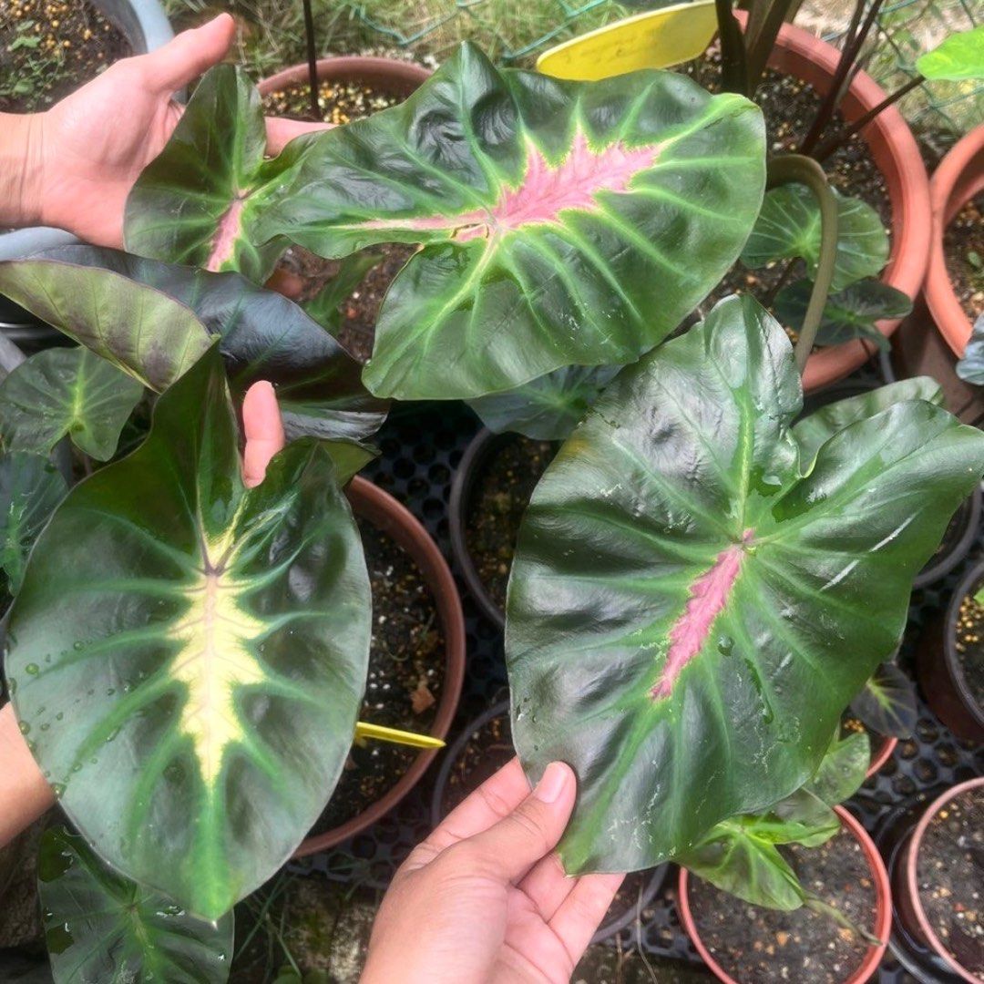 Colocasia Krakti Plant Pokok Keladi, Furniture & Home Living, Gardening ...