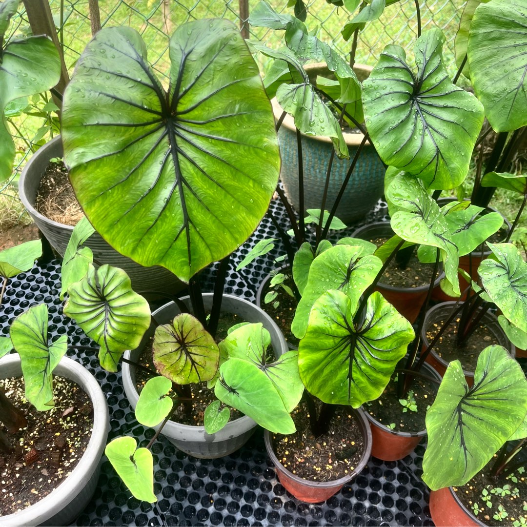Colocasia Pharaoh Mask Plant Pokok Firaun Keladi, Furniture & Home ...