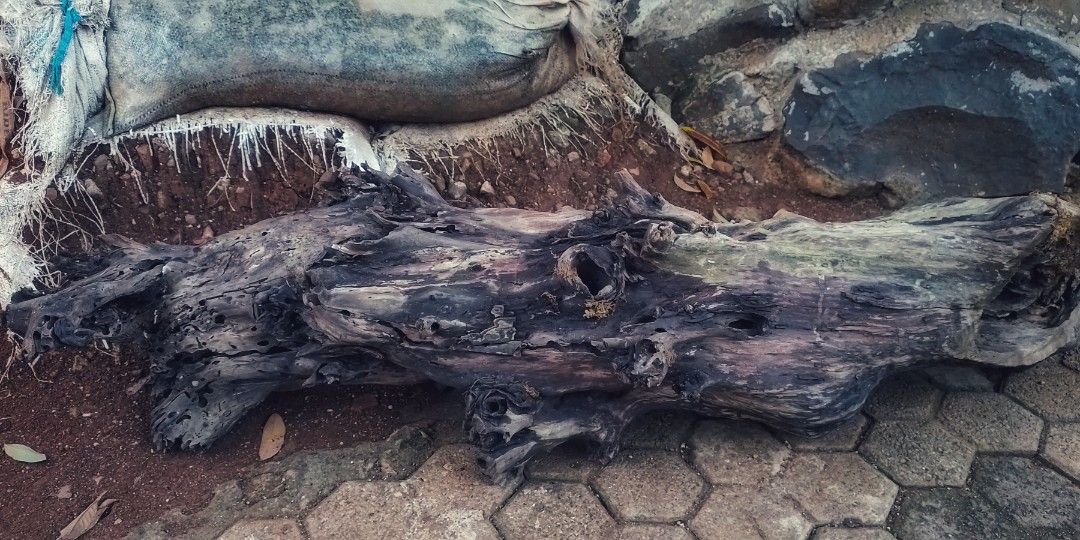 KAYU RENTEK JUMBO BATANGAN POHON UNTUK HIASAN AQUARIUM DEKORASI KANDANG ...