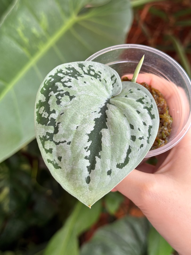 Scindapsus Platinum Tricolour, Furniture & Home Living, Gardening ...