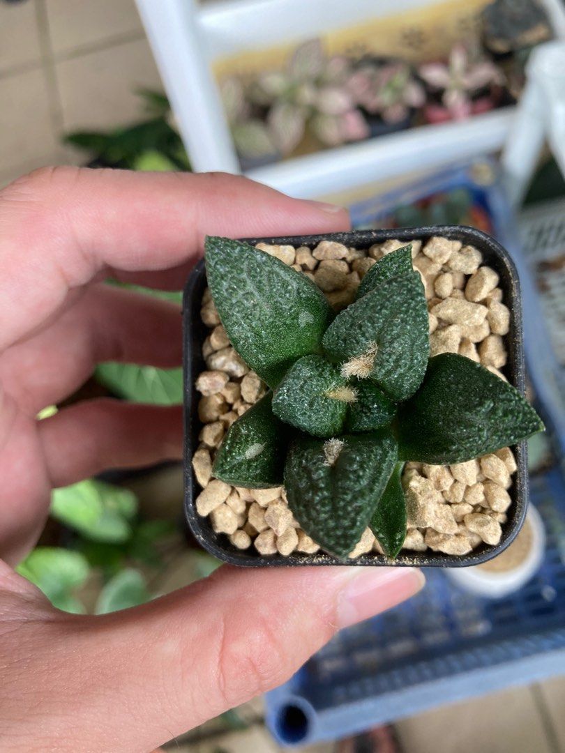 Ariocarpus godzilla x fissuratus, Furniture & Home Living, Gardening ...