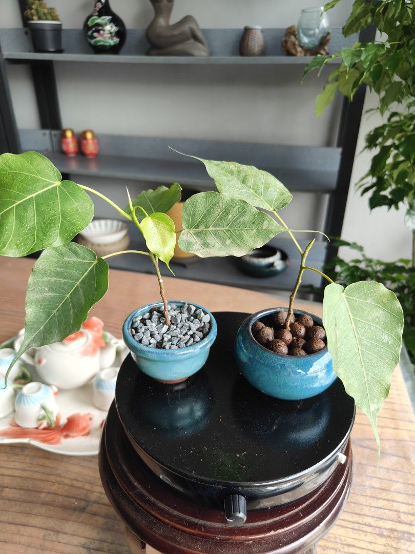 Bonsai Mini Bodhi Tree, Furniture & Home Living, Gardening, Plants ...