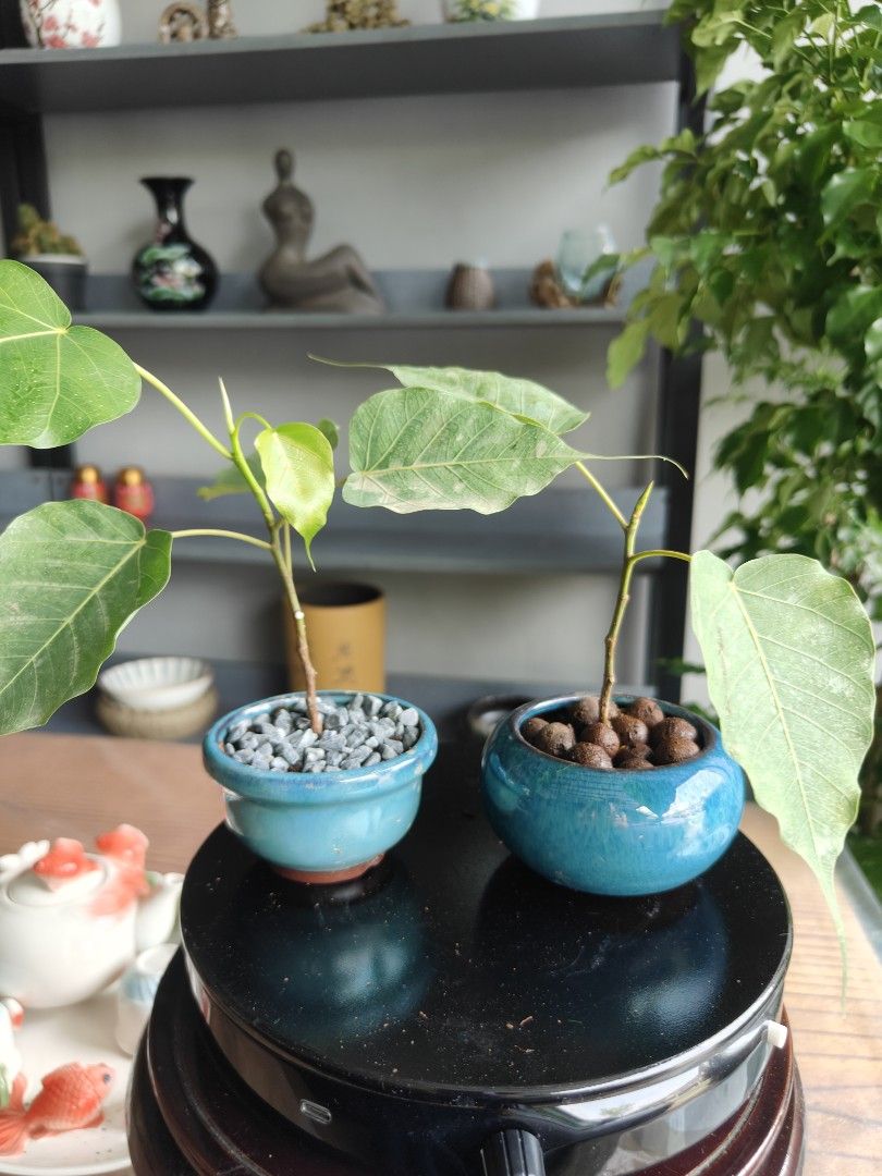 Bonsai Mini Bodhi Tree, Furniture & Home Living, Gardening, Plants ...