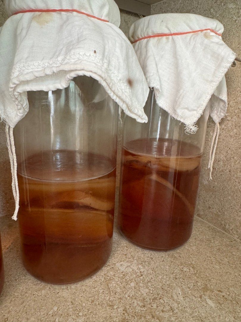 KOVAN PICK UP - kombucha mother Scoby with starter tea, Food & Drinks ...