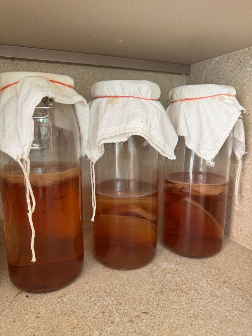 KOVAN PICK UP - kombucha mother Scoby with starter tea, Food & Drinks ...