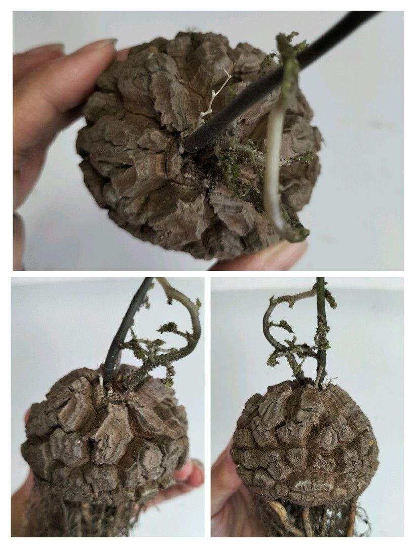 1) Dioscorea elephantipes, 2)Ariocarpus Godzilla variegated,3 ...