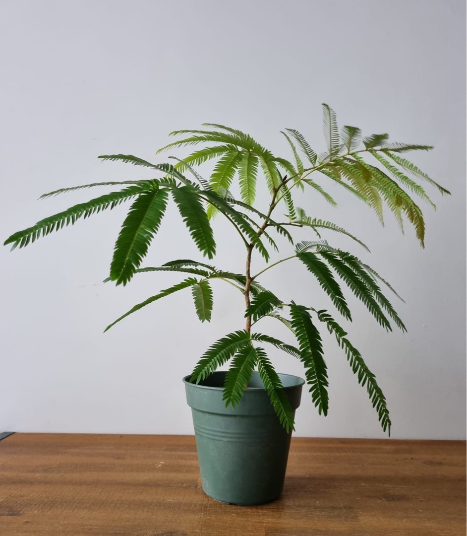 Everfresh plant (Pithecellobium Confertum), Furniture & Home Living ...