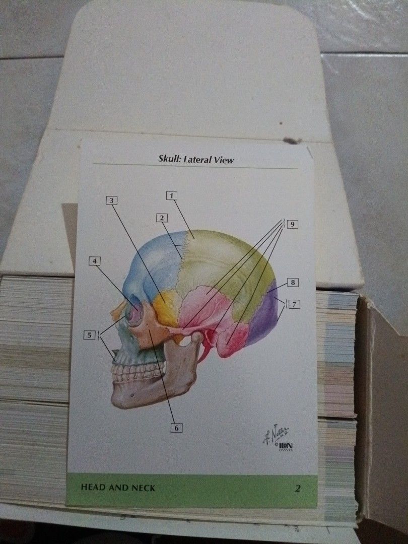 Netter Anatomy flash card - medical book, Hobbies & Toys, Books ...