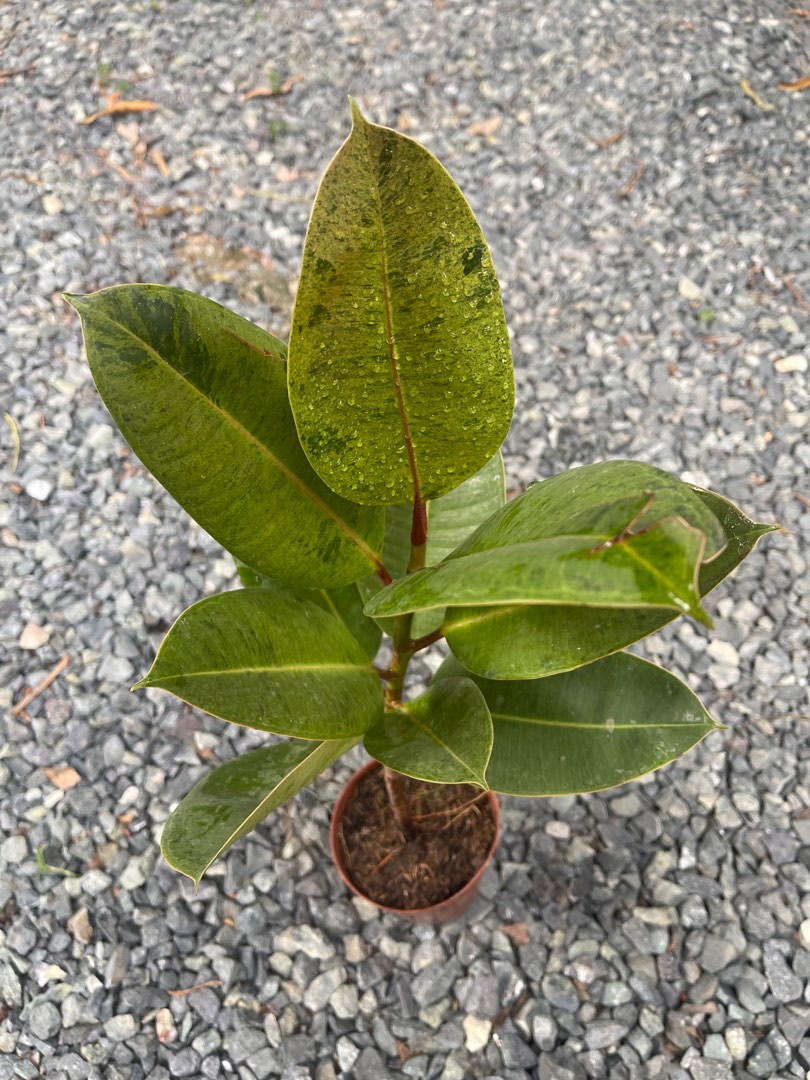 Ficus Shivereana Moonshine Rubber Tree, Furniture & Home Living ...