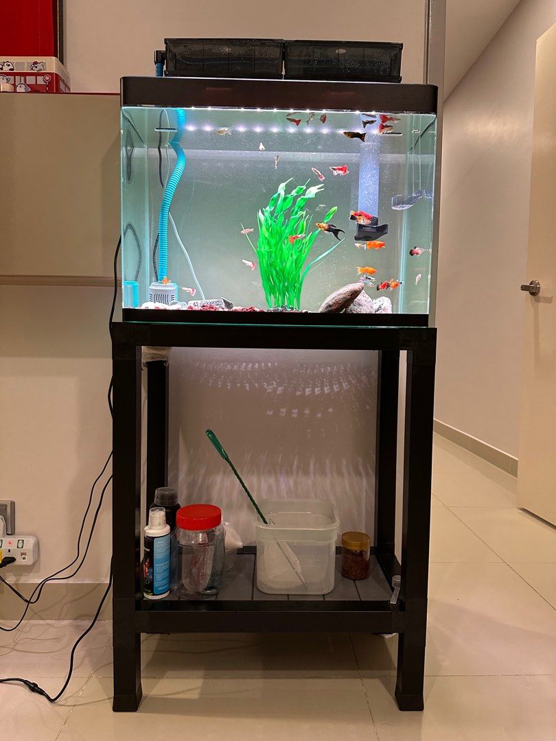 2ft tank with stand. Complete with filter, Pet Supplies, Homes & Other ...