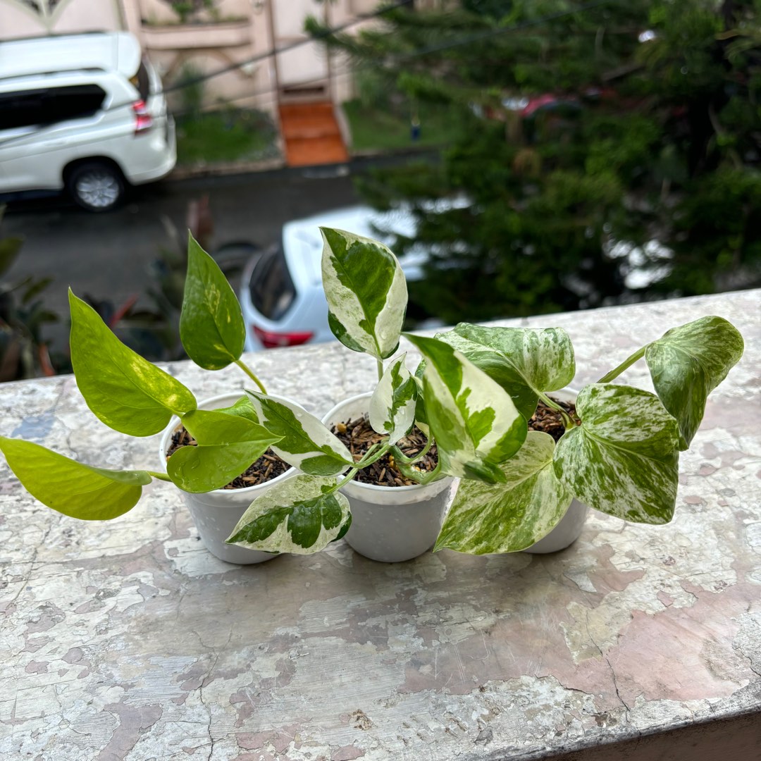 3 for 100 pothos variety marble queen pothos neon pothos njoy pothos in ...