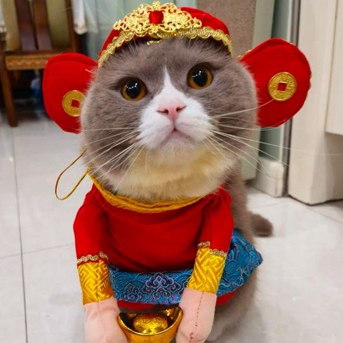 Fortune cat costume store