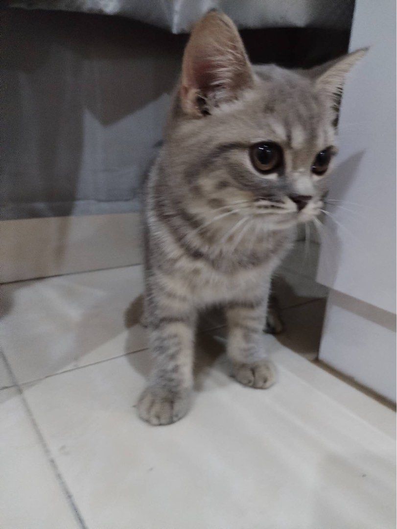 Golden blue tabby female and Bicolor British Shorthair Male, Pet ...