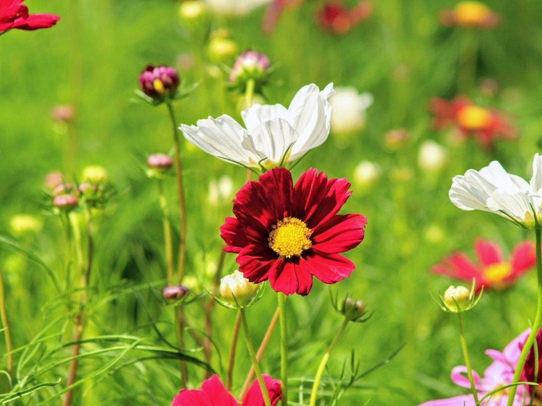 See Sample Photos First Original Kodak CCD Sensor Camera E300 ...