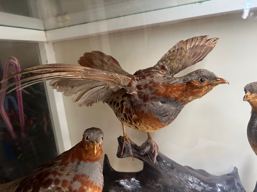 Taxidermy Chinese Bamboo Partridge with Glass Cover, Hobbies & Toys ...