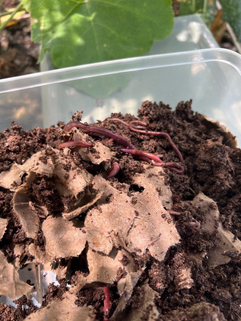African Night Crawler earthworms for fertilizer vermicompost - bred in ...