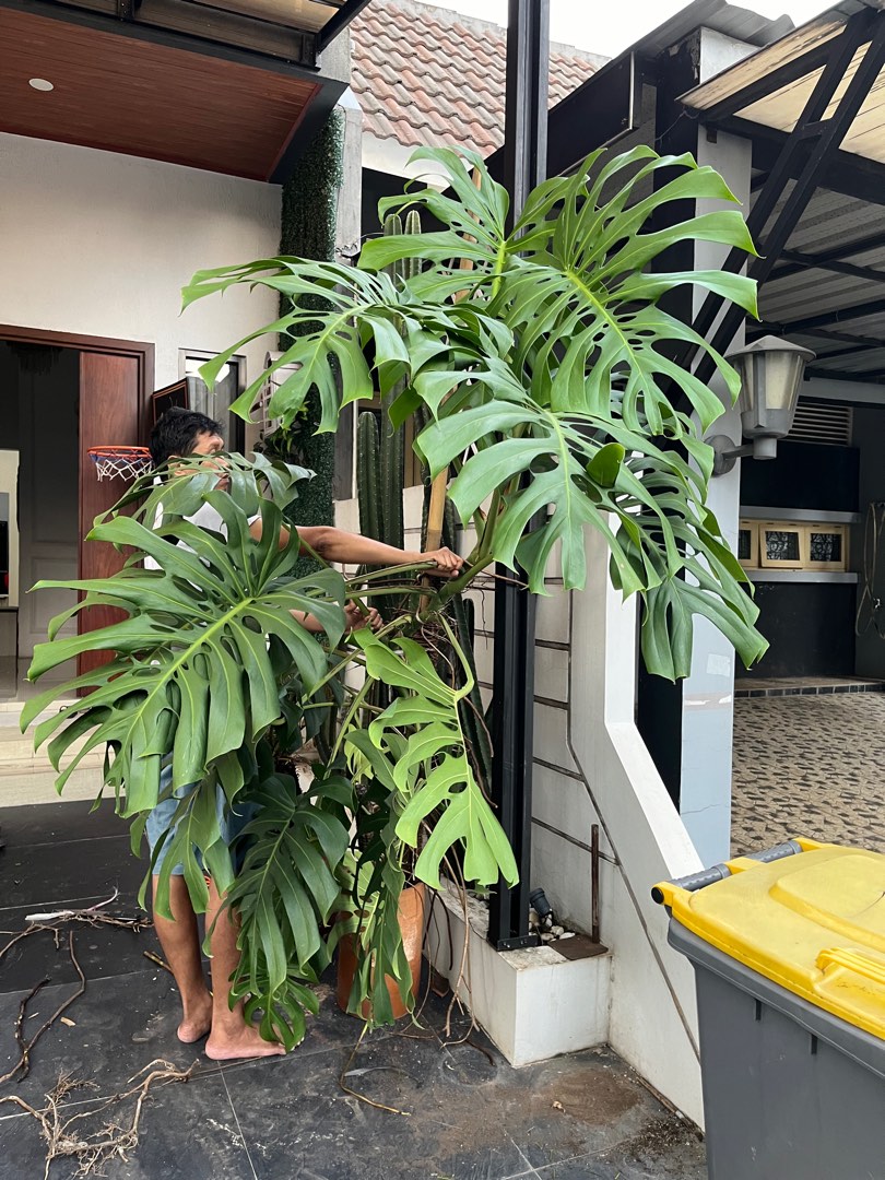 Monstera Deliciosa rimbun daun jumbo, Perkebunan di Carousell