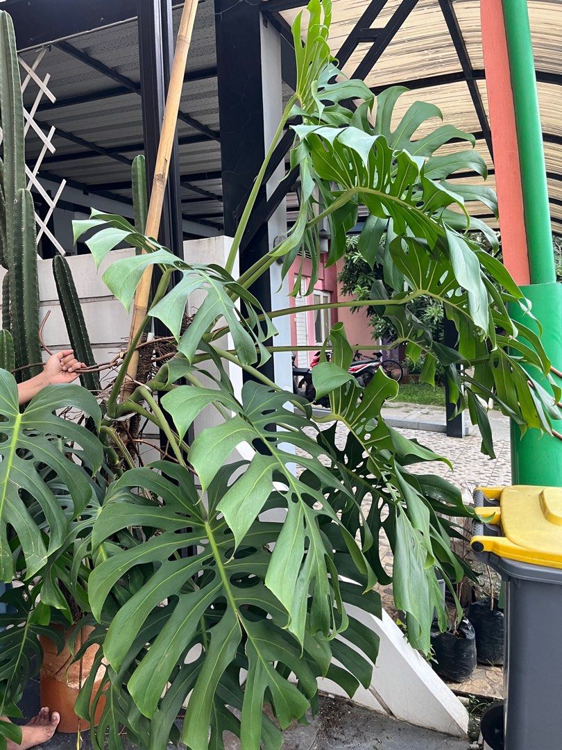 Monstera Deliciosa rimbun daun jumbo, Perkebunan di Carousell