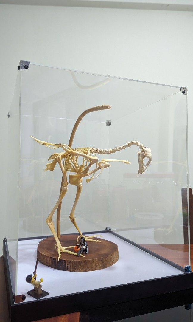 Bone Display Sculpture - Articulated & Preserved Adult Chicken Skeleton ...