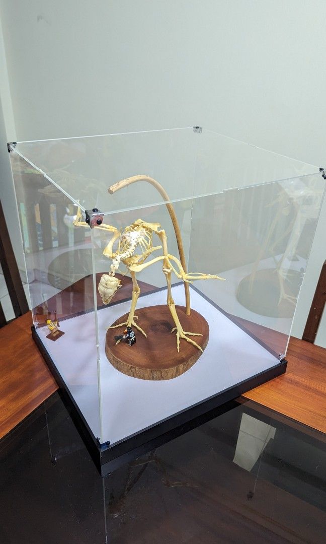 Bone Display Sculpture - Articulated & Preserved Adult Chicken Skeleton ...