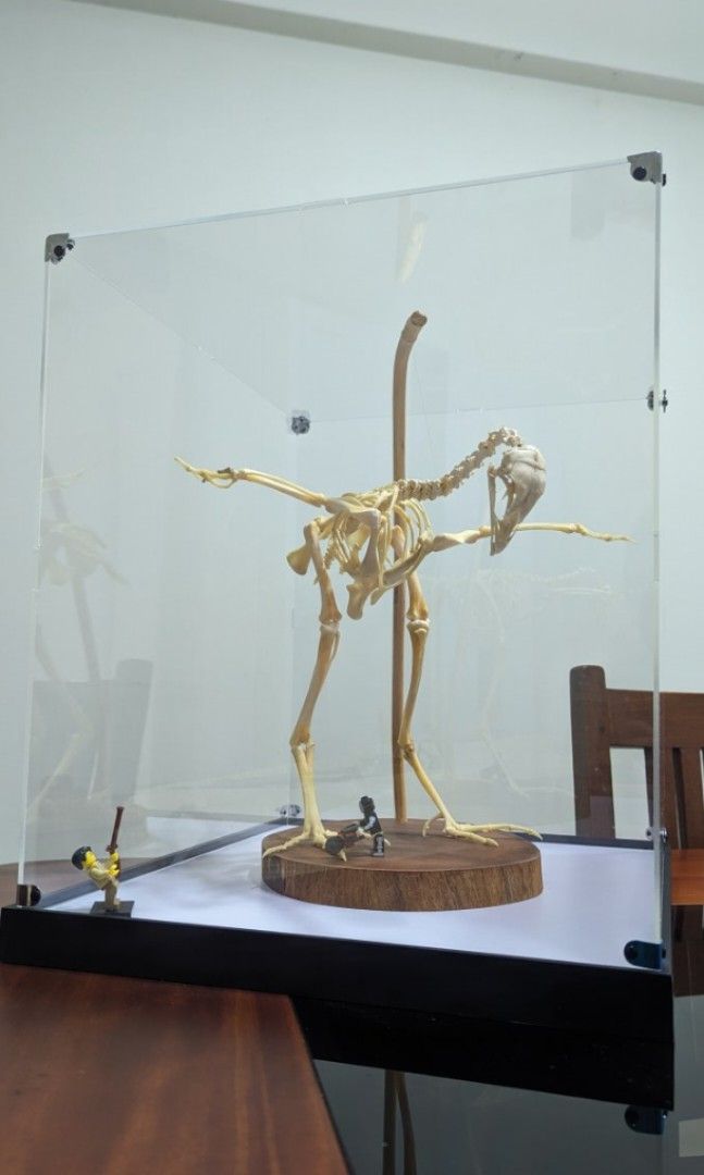 Bone Display Sculpture - Articulated & Preserved Adult Chicken Skeleton ...