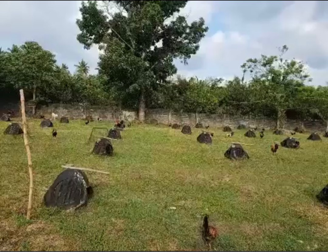 for sale Dragon fruit farm Nasugbu, Batangas, 2.5 hectares, Property ...