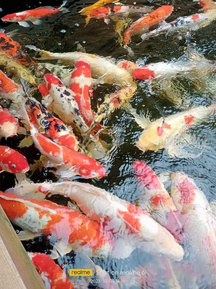 SANDARI BATULAO, Property, For Sale, Lot on Carousell