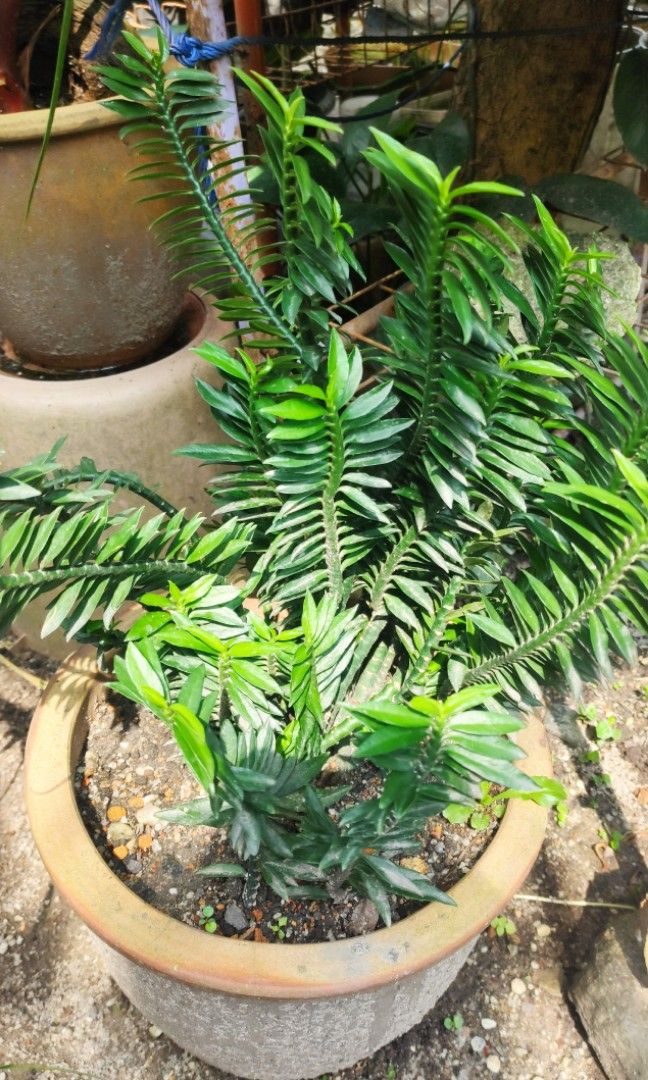 Pokok lelipan, Furniture & Home Living, Gardening, Plants & Seeds on ...