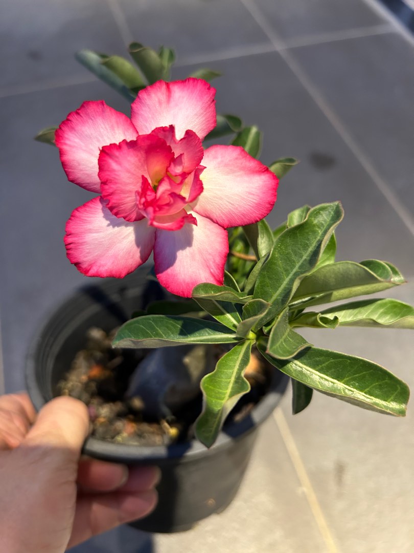 Adenium pink, Furniture & Home Living, Gardening, Plants & Seeds on ...