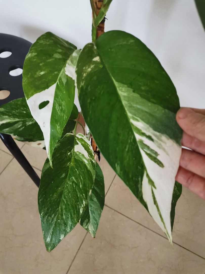 Epipremnum Pinnatum Albo Variegated, Furniture & Home Living, Gardening ...