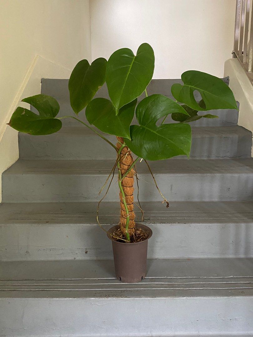 Monstera Brazilian Form Not Deliciosa about 1 Meter, Furniture & Home ...