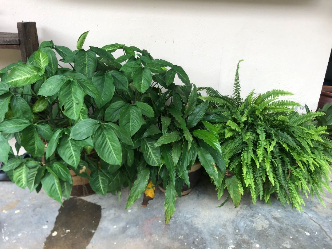 [REPACK 5KG] BAJA UREA/FERTILIZER 草肥/AGRENAS N46% /BAJA RUMPUT DAUN DAN ...