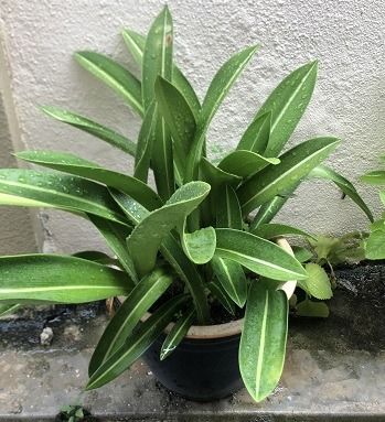 [REPACK 5KG] BAJA UREA/FERTILIZER 草肥/AGRENAS N46% /BAJA RUMPUT DAUN DAN ...